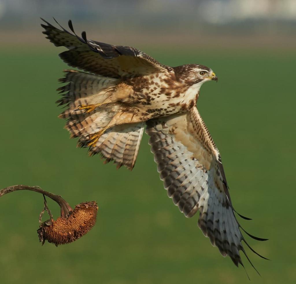Buzzards - Outdoors with the Bailies