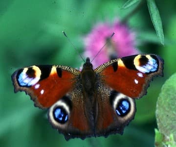 Insects In Spring - Outdoors with the Bailies