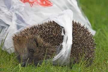 How Can Litter be Dangerous to Wildlife? - Outdoors with the Bailies