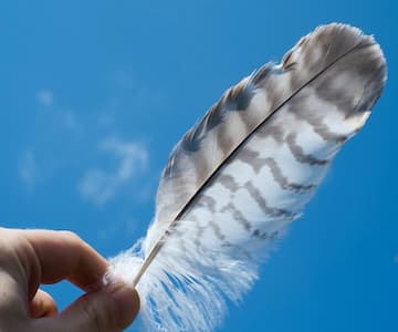 Feathers and Flight - Outdoors with the Bailies