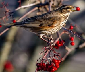 Fieldfares and Redwings - Outdoors with the Bailies