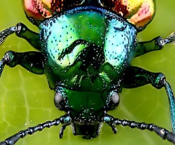 Where Do Minibeasts Live? - Outdoors with the Bailies