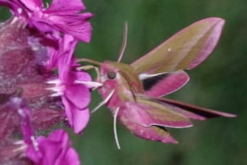 Feeding - Outdoors with the Bailies