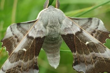 Moths and Butterfly Body Parts - Outdoors with the Bailies