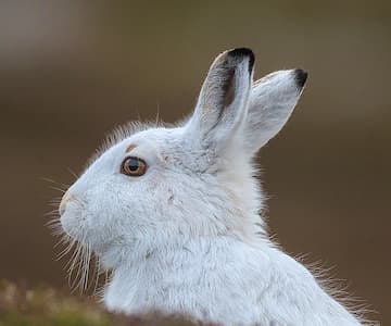 Mountain Hare - Outdoors with the Bailies