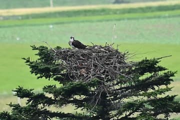 Examples Of Nests - Outdoors with the Bailies