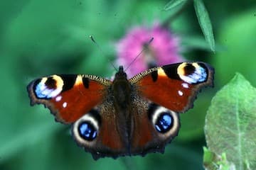 Spring Butterflies - Outdoors with the Bailies
