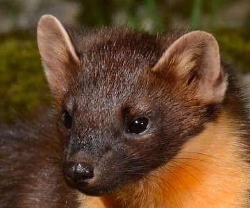On The Hunt - Pine Marten - Outdoors with the Bailies
