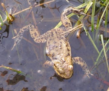 Amphibians In Spring - Outdoors with the Bailies