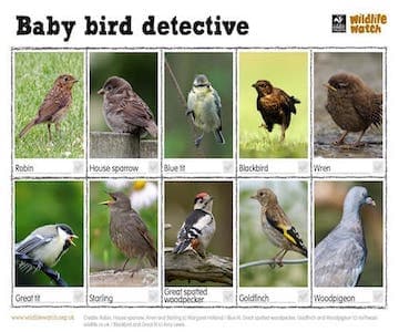What are Birds? - Outdoors with the Bailies